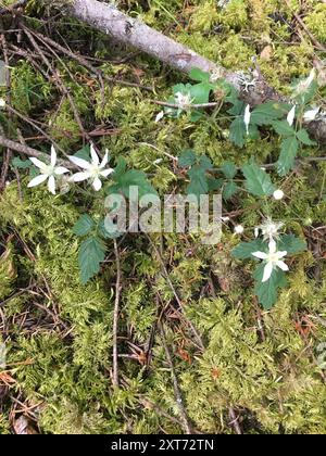 trailing blackberry (Rubus ursinus) Plantae Stock Photo - Alamy