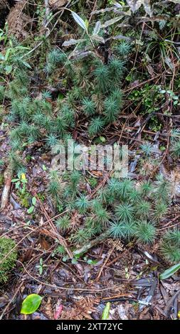 giant moss (Dawsonia superba) Plantae Stock Photo - Alamy