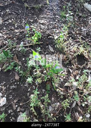 False dayflower (Tinantia anomala) Plantae Stock Photo - Alamy