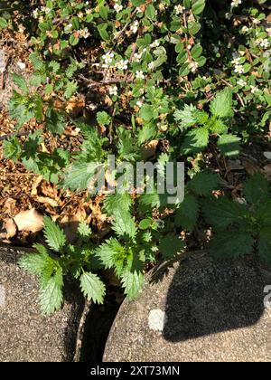 Dwarf Nettle (Urtica urens) Plantae Stock Photo - Alamy