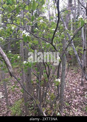 Running Serviceberry (Amelanchier stolonifera) Plantae Stock Photo - Alamy
