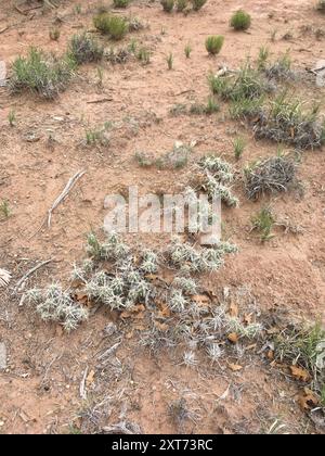 Club-cholla (Grusonia clavata) Plantae Stock Photo - Alamy