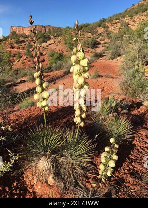 Dwarf Yucca (Yucca harrimaniae) Plantae Stock Photo - Alamy