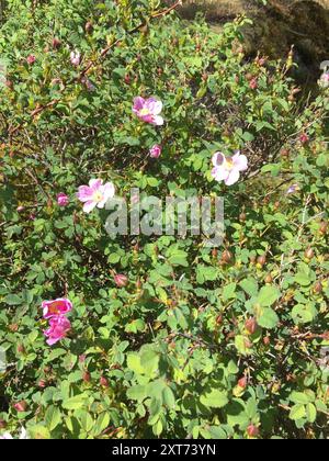 Nootka rose (Rosa nutkana) Plantae Stock Photo - Alamy