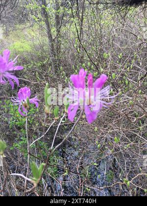 Rhodora (Rhododendron canadense) Plantae Stock Photo - Alamy