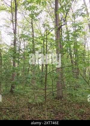 buckeyes and horse-chestnuts (Aesculus) Plantae Stock Photo - Alamy