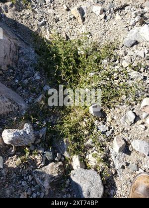 strigose lotus (Acmispon strigosus) Plantae Stock Photo - Alamy