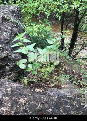 White Four o'Clock (Mirabilis albida) Plantae Stock Photo - Alamy