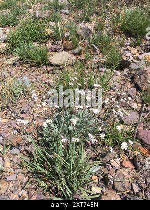 white bladderpod (Physaria purpurea), Plantae, Grand Canyon National ...