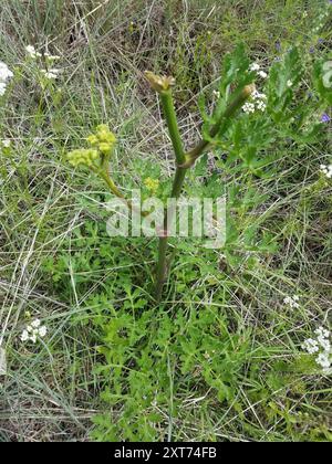 Texas Prairie Parsley (Polytaenia texana) Plantae Stock Photo - Alamy