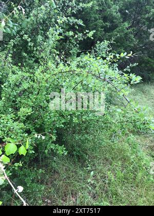 Stretchberry (Forestiera pubescens) Plantae Stock Photo - Alamy