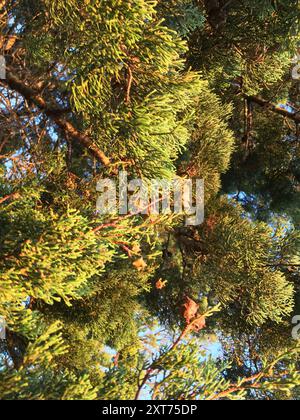cedar of Goa (Hesperocyparis lusitanica) Plantae Stock Photo - Alamy
