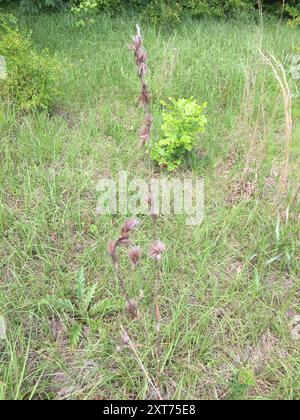 round-headed bush clover (Lespedeza capitata) Plantae Stock Photo - Alamy