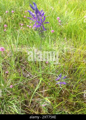 small camas (Camassia quamash) Plantae Stock Photo - Alamy