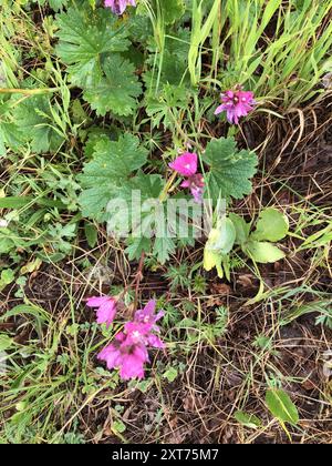 Rose Checkermallow (Sidalcea virgata) Plantae Stock Photo - Alamy