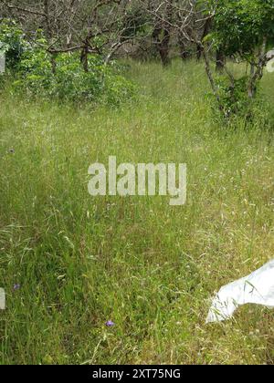 bristly leptosiphon (Leptosiphon acicularis) Plantae Stock Photo - Alamy