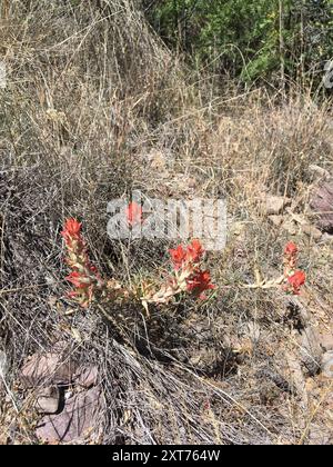 Wholeleaf Paintbrush (Castilleja integra) Plantae Stock Photo - Alamy