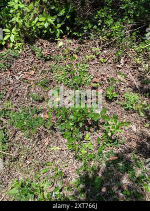 forest scurfpea (Rupertia physodes) Plantae Stock Photo - Alamy