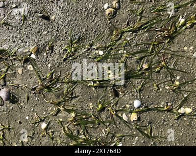 Nana (Zostera muelleri novozelandica) Plantae Stock Photo - Alamy