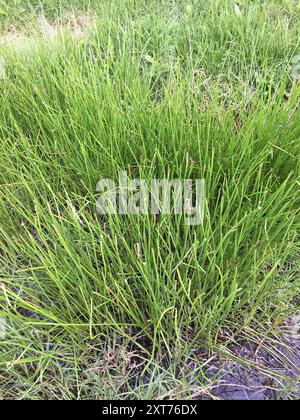 rushes (Juncus) Plantae Stock Photo - Alamy