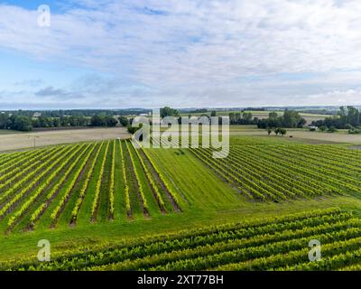 Summer on vineyards of Cognac white wine region, Charente, white ugni ...