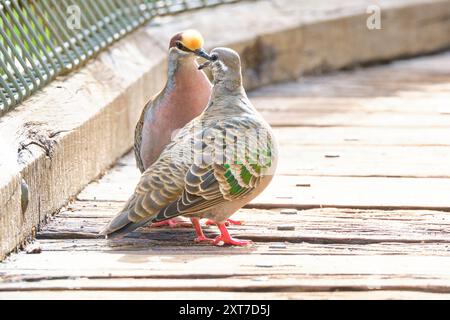 A pair of male and female Common Bronzewing pigeons, Phaps chalcoptera ...