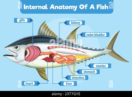 Detailed diagram of fish internal organs Stock Vector Image & Art - Alamy