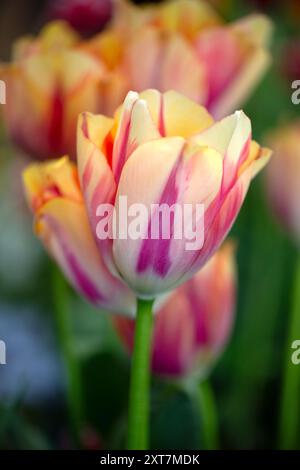Tulipa 'Spryng Break' Stock Photo - Alamy