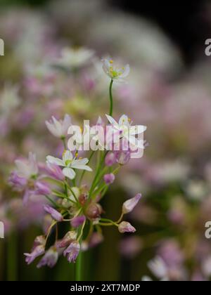 Rosy-flowered garlic (Allium roseum) blooms in a garden in May Stock ...