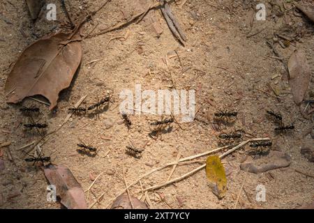 Matabele ants (Megaponera analis) on the march Stock Photo - Alamy
