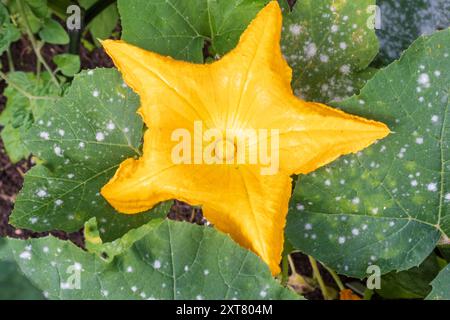 Powdery Mildew, a fungal disease affecting a Courgette plant Stock ...