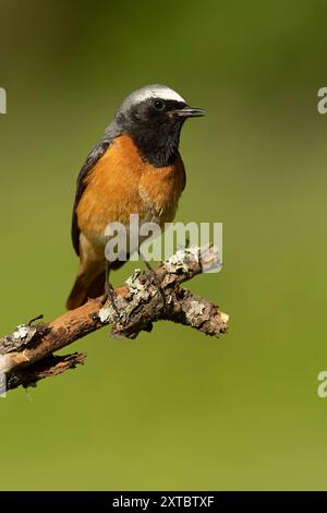 Common redstart male in a beech and oak forest in spring with the last ...