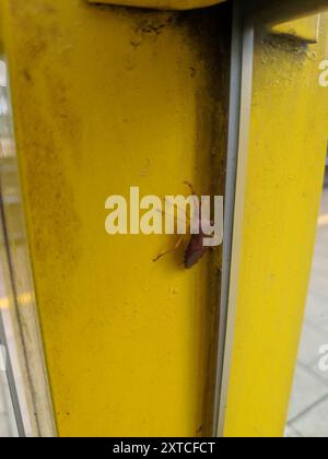 Box Bug (Gonocerus acuteangulatus) Insecta Stock Photo - Alamy