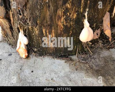(Lycogala flavofuscum) Protozoa Stock Photo - Alamy