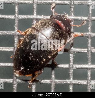 Ample Sap Beetle (Cryptarcha ampla), Insecta, Ithaca, NY, USA Stock ...