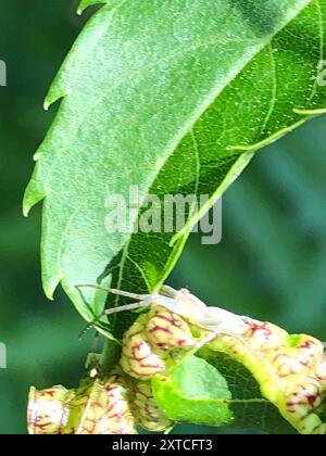 Woolly Aphids and Gall-making Aphids (Eriosomatinae) Insecta Stock ...