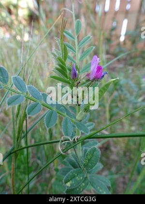 Common Vetch (Vicia sativa) Plantae Stock Photo - Alamy