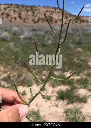 crossflower (Chorispora tenella) Plantae Stock Photo - Alamy