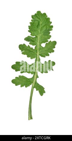Marsh Yellow-cress, rorippa palustris Stock Photo - Alamy