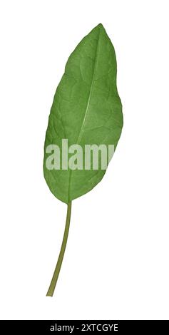 Patience Dock (Rumex patientia Stock Photo - Alamy