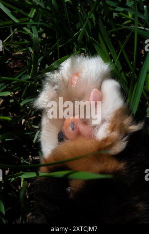 A close-up of a woolly cat's foot. Pets Stock Photo - Alamy