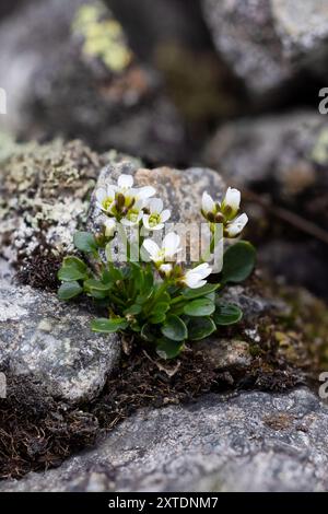 alpine bittercress (Cardamine bellidifolia Stock Photo - Alamy