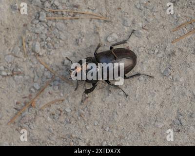 The rare stag beetle crawls across the forest floor. A fascinating ...