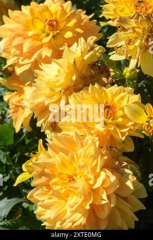 Dahlia "Karma Gold" Yellow Dahlia flower Stock Photo - Alamy