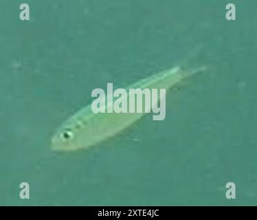 Redear Herring (Harengula humeralis) Actinopterygii Stock Photo - Alamy
