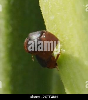 Yucca Beetle (Caplothorax melanopterus Stock Photo - Alamy