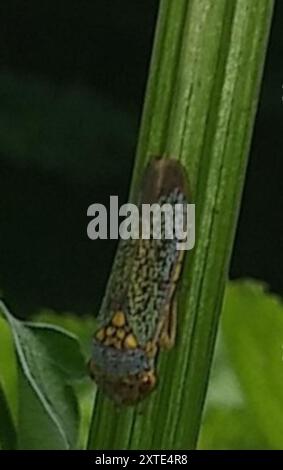 A Broad-headed Sharpshooter (Oncometopia orbona) perches on the end of ...