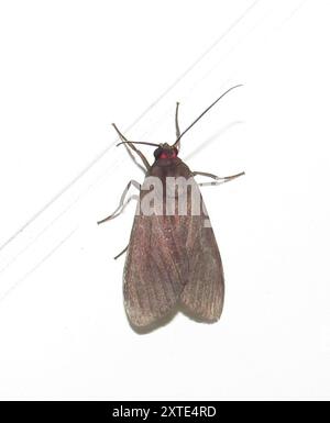 Tiger Moths and Allies (Arctiinae) Insecta Stock Photo - Alamy