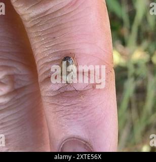 (Neottiglossa leporina) Insecta Stock Photo - Alamy