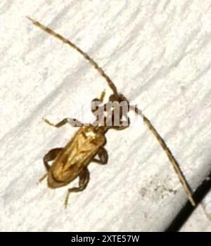 (Obrium maculatum) Insecta Stock Photo - Alamy